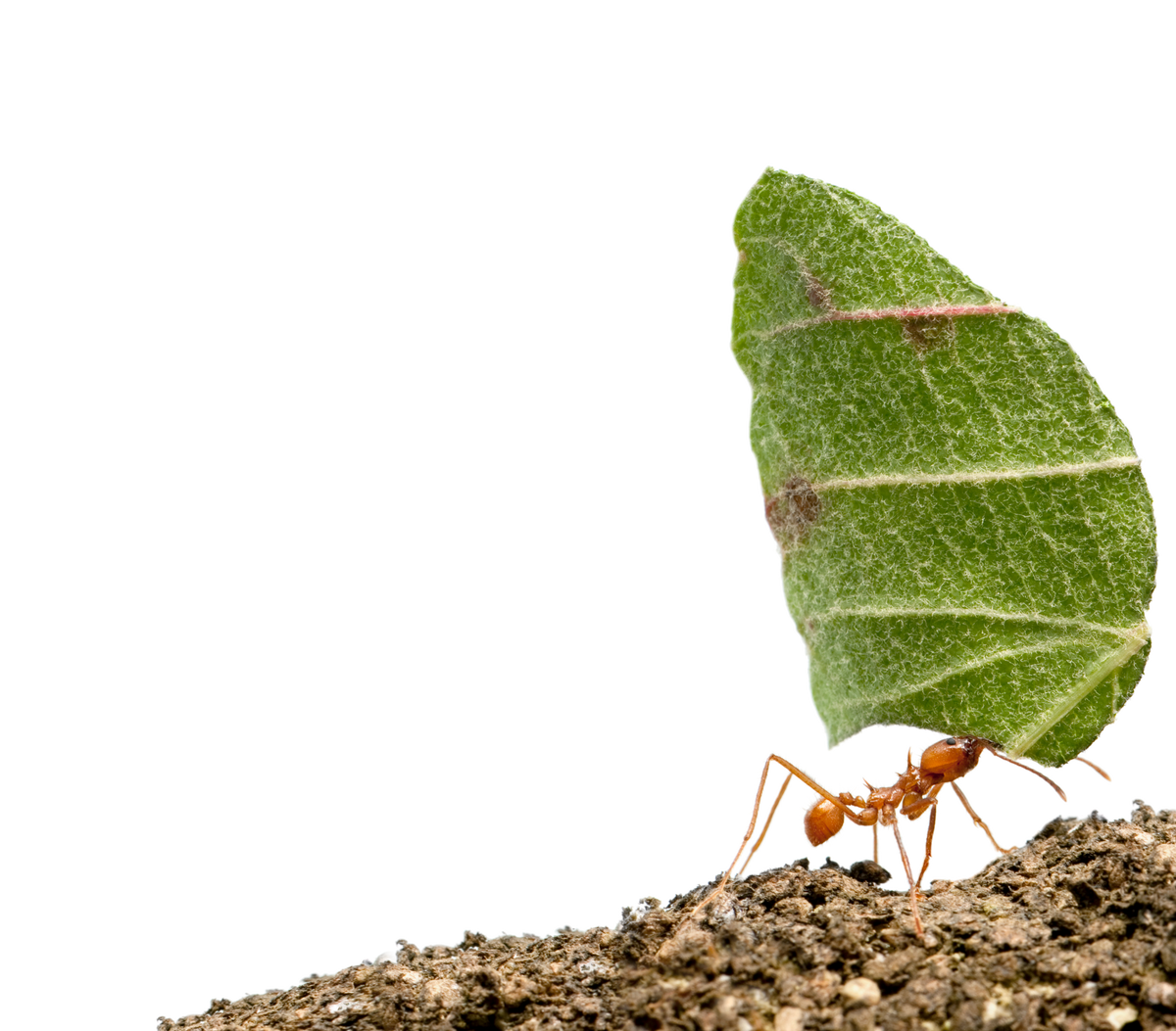 Queen of Ants- Pet Ant Farms – Queen Of Ants