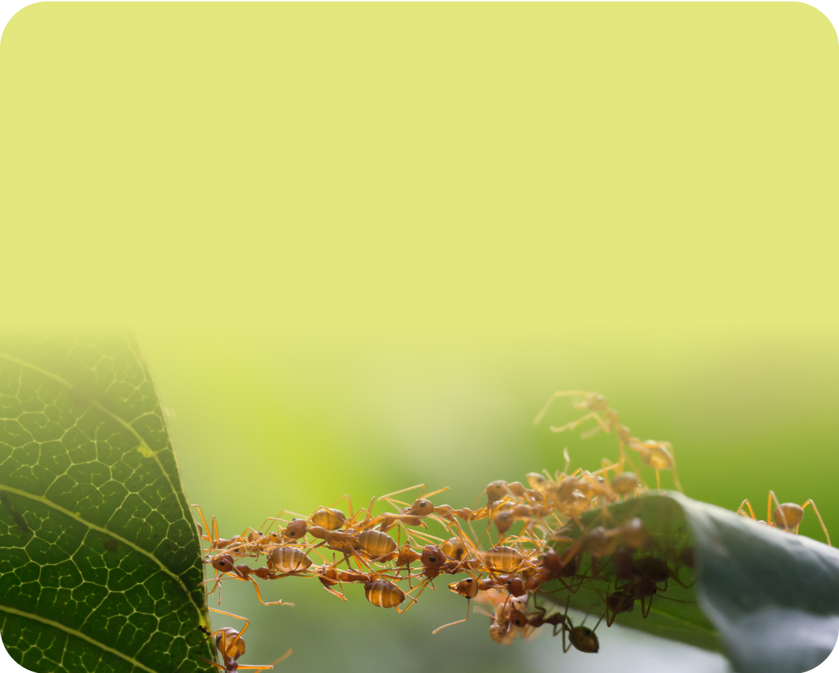 Queen of Ants- Pet Ant Farms – Queen Of Ants