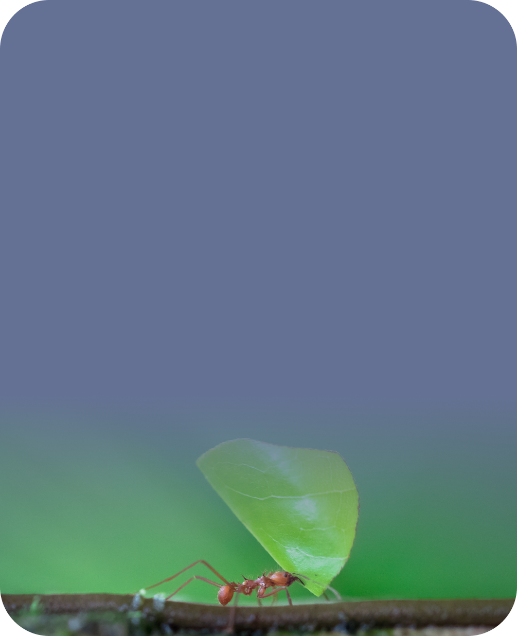 Queen of Ants- Pet Ant Farms – Queen Of Ants