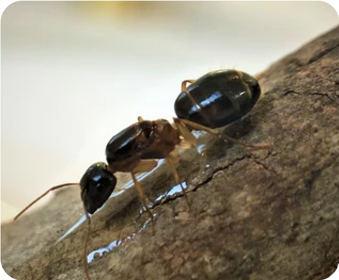Queen of Ants- Pet Ant Farms – Queen Of Ants